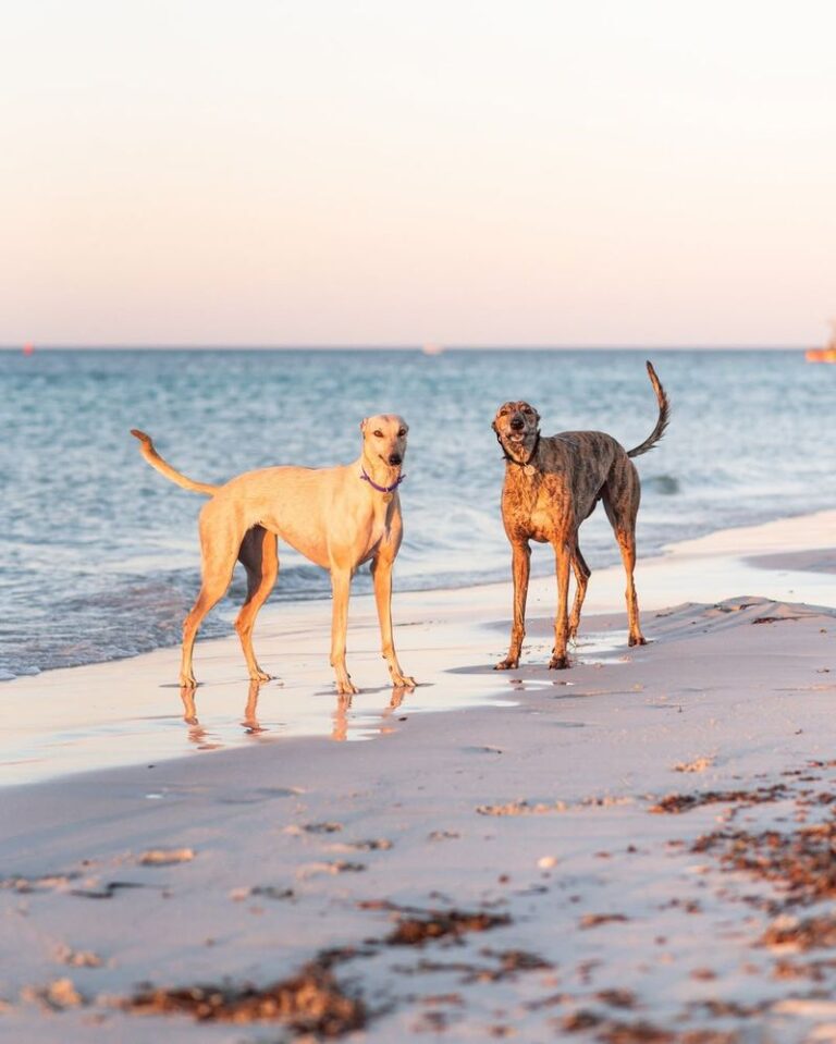 12 Stunning Brindle Dog Breeds That Are as Unique as They Are Loyal ...
