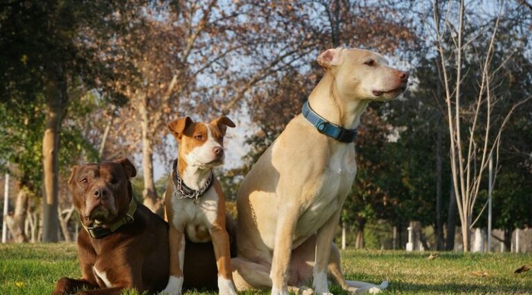 14 Pros and Cons of Owning a Pit Bull Terrier – The Truth Behind the ...
