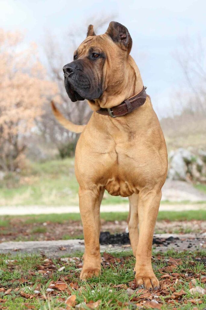 Cane Corso vs. Presa Canario: Key Differences in Temperament, Strength ...