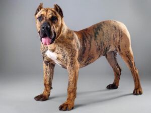 Cane Corso vs. Presa Canario: Key Differences in Temperament, Strength ...