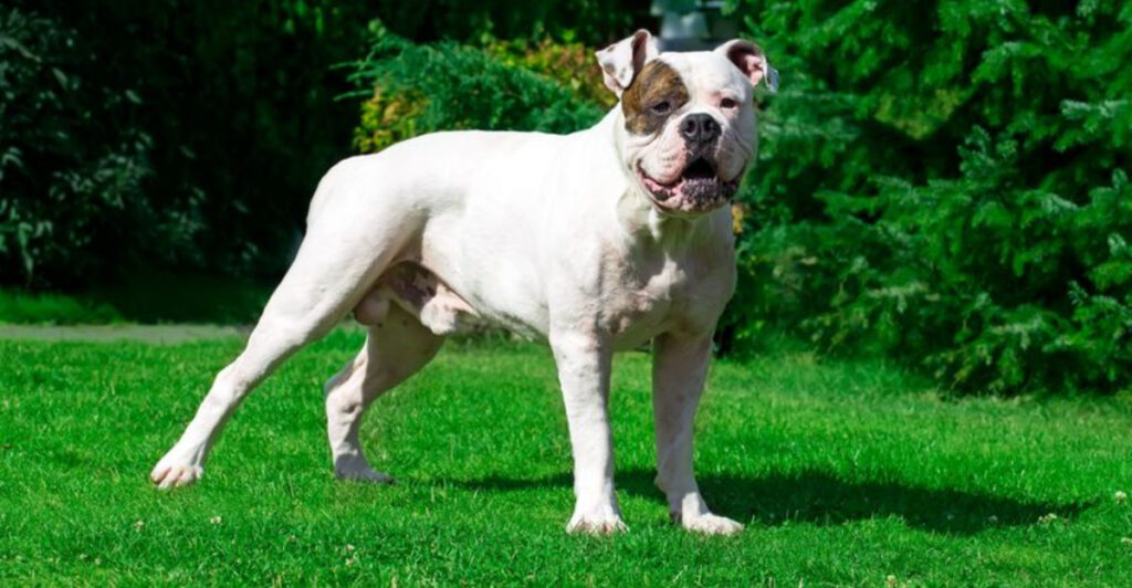 The 9 Strongest Bulldog Breeds - Epic dogs tales