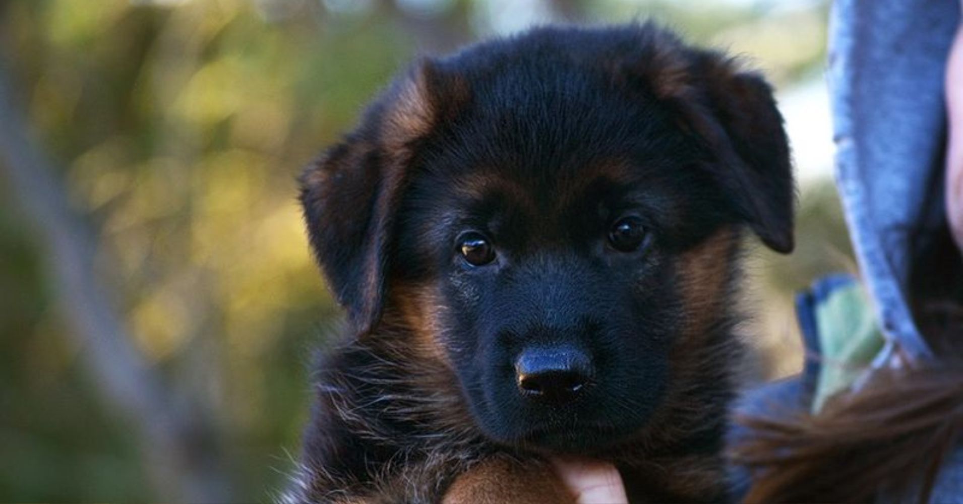 These Are the 12 Pups That Top the List of Smartest Dog Breeds - Epic ...