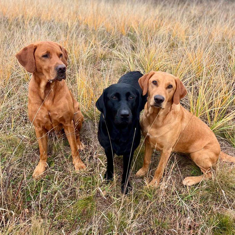 Thinking About Your First Dog? These 15 Loving Breeds Are Perfect for ...