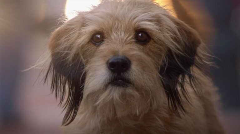 14 Best Dog Movies That Will Make You Laugh, Cry, and Hug Your Pup ...