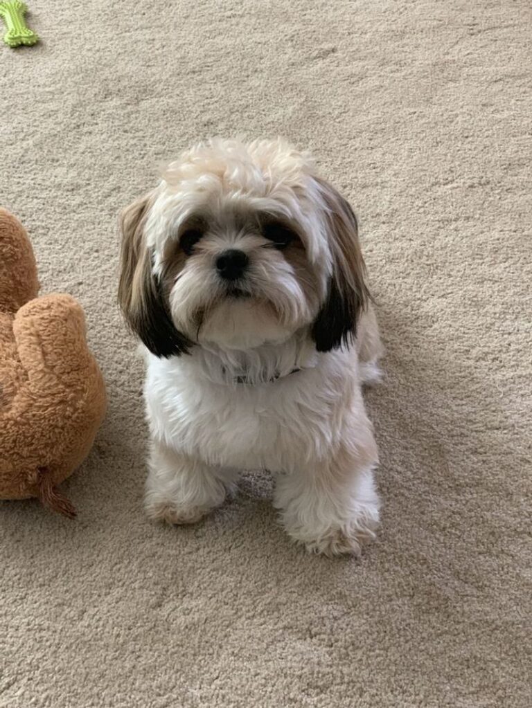 15 Cutest Toy Dog Breeds That Stay Small Forever - Epic dogs tales