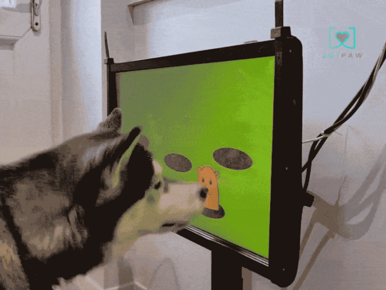 21 Creative Indoor Activities to Keep Your Dog Active, Stimulated, and ...