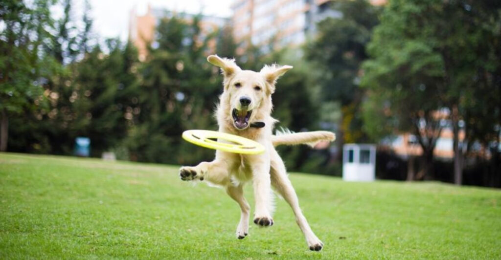 10 Effective Techniques to Soothe a Dog That Won’t Stop Barking - Epic ...