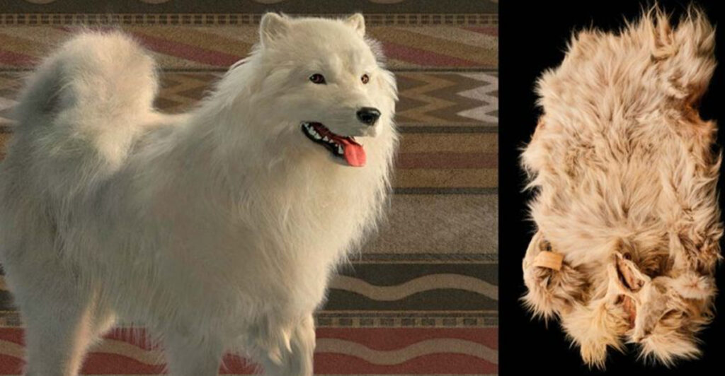 10 Fascinating Facts About the Lost Woolly Dog and Its Role in ...