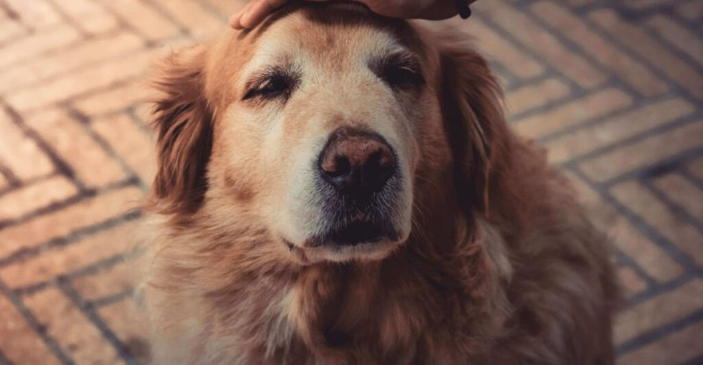 10 Helpful Tips for Giving Your Senior Dog the Best Care in Their ...