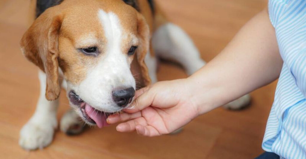 10 Silent Signs Your Dog Is Feeling Anxious (And How to Soothe Them ...