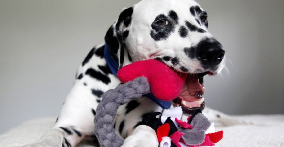 10 Simple Ways to Make Your Dog’s Day — Every Day - Epic dogs tales