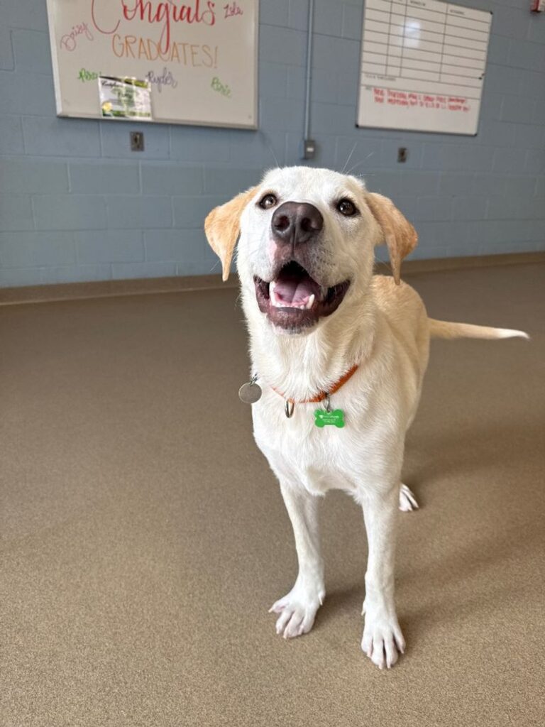11 Compelling Reasons To Consider Adopting An Older Dog - Epic dogs tales