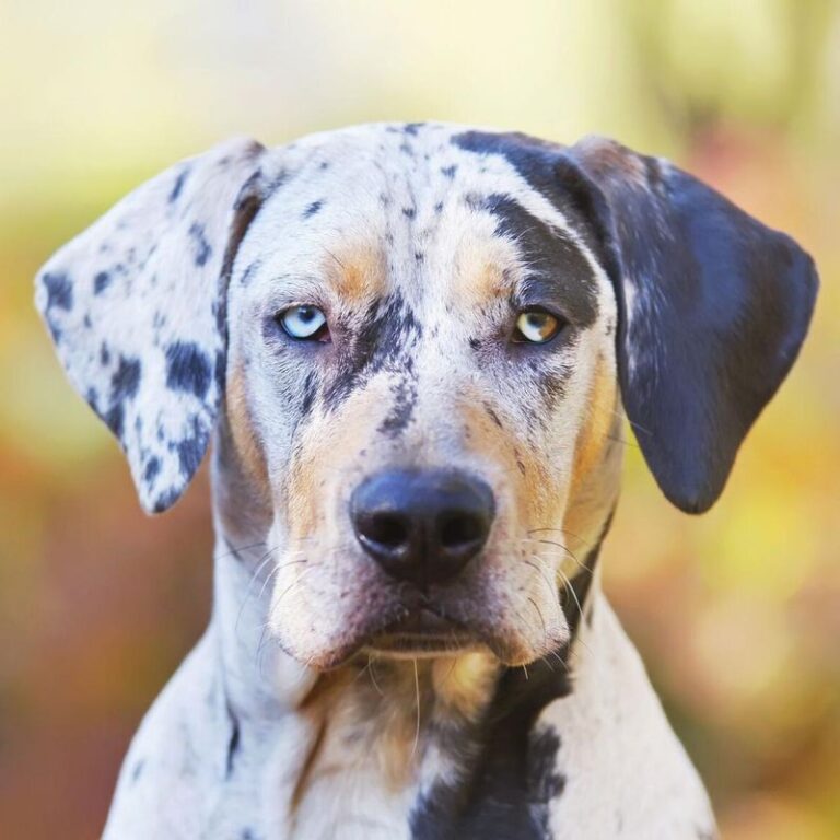 11 Things You Didn’t Know About the Catahoula Leopard Dog - Epic dogs tales