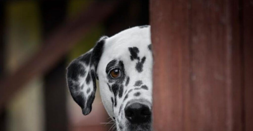 11 Triggers Behind Your Dog’s Anxiety And Easy Ways To Fix It - Epic ...
