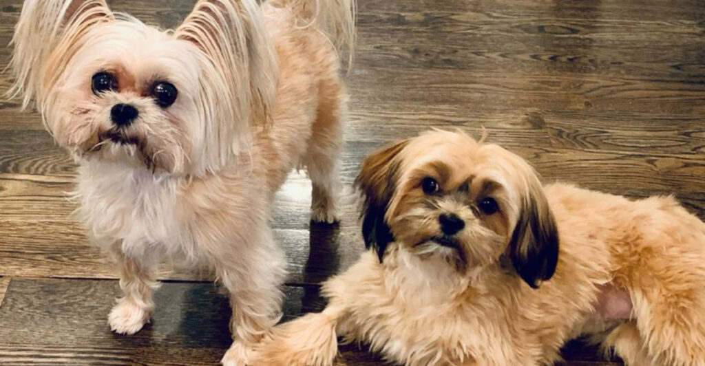 12 Designer Dog Breeds That Are as Cute as They Are Companionable ...