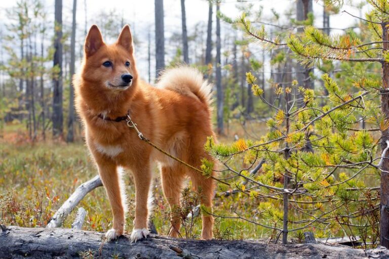 12 Fox-Like Dog Breeds That Make Amazing Pets - Epic dogs tales