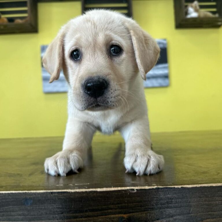 12 Kid-friendly Dog Breeds You Should Get as a Pet - Epic dogs tales