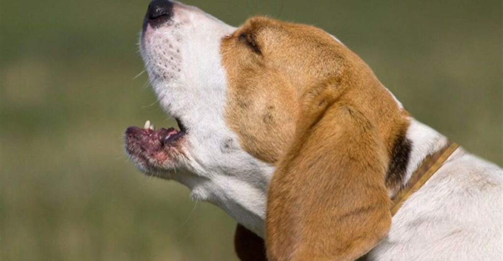 12 Major Red Flags in Dog Behavior That Could Signal a Problem - Epic ...