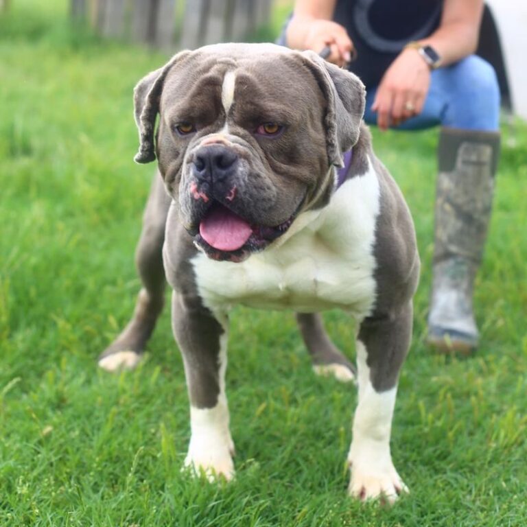 12 Most Muscular Dog Breeds And How They Got That Way - Epic dogs tales