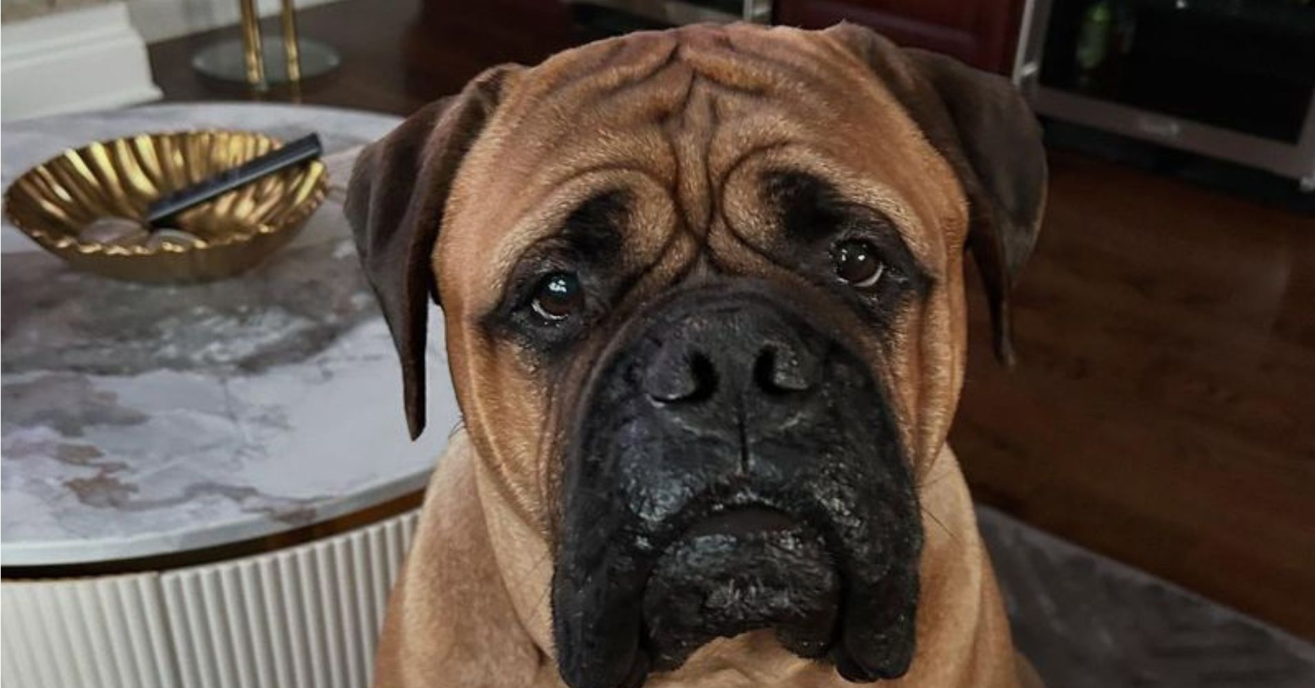 12 Of The Toughest Looking Dogs With The Biggest Hearts - Epic dogs tales