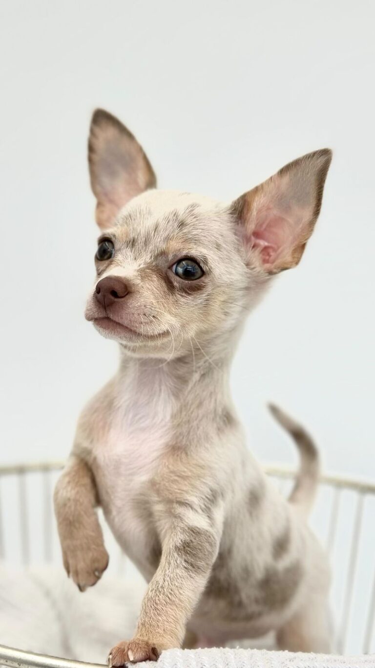 12 Tiny Dog Breeds That Stay Small in Both Height and Weight - Epic ...