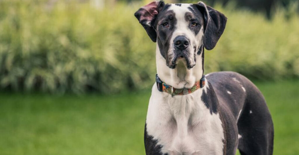 13 Dog Breeds That Are Good at Sensing Danger - Epic dogs tales