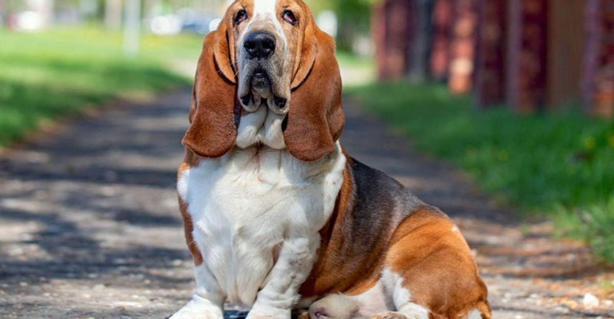 13 Fun Facts About the Basset Hound — Today’s Star Pup - Epic dogs tales