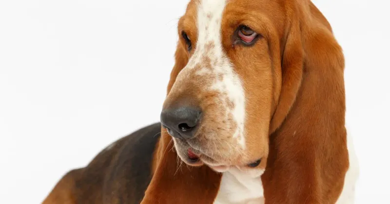 13 Fun Facts About the Basset Hound — Today’s Star Pup - Epic dogs tales