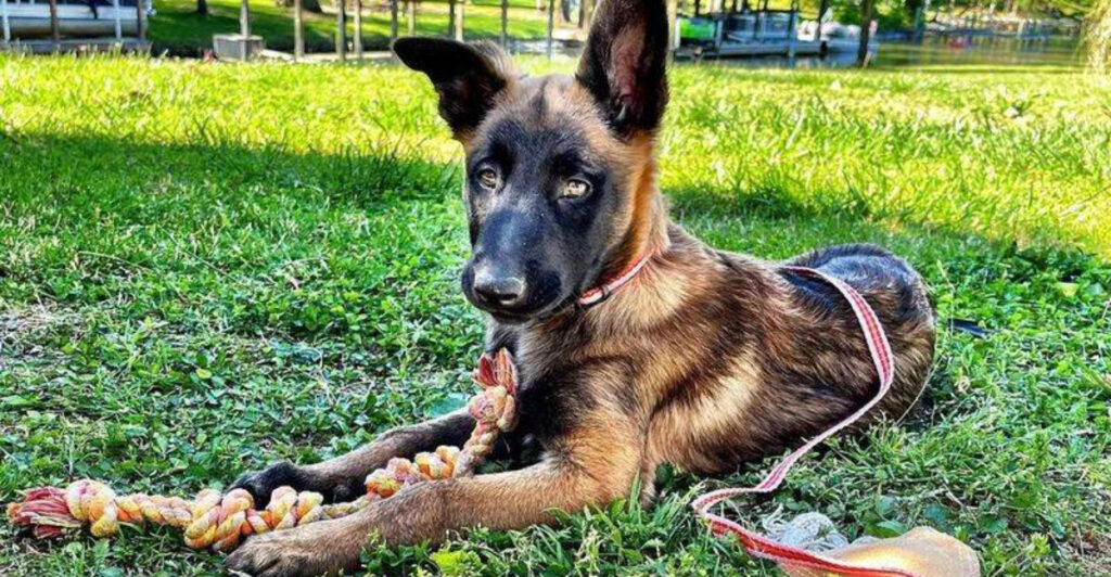 13 Gorgeous Dog Breeds That Look Like German Shepherds - Epic dogs tales