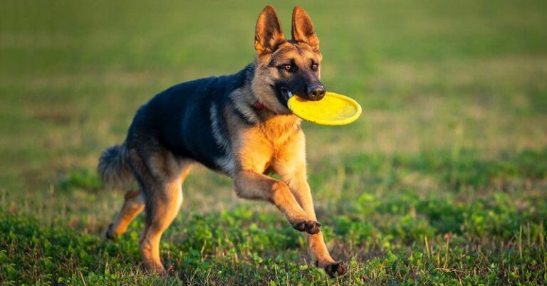13 Reasons Why You Should Not Adopt a German Shepherd Puppy - Epic dogs ...