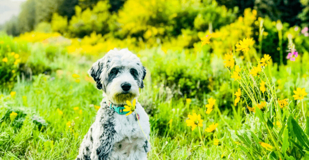 13 Strangest Hybrid Dogs You’ve Never Heard Of- From Huskadors to ...