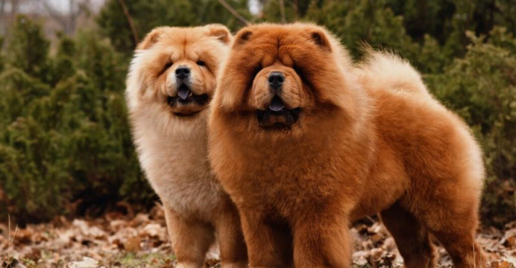14 Dog Breeds That Look Harmless But Are Surprisingly Dangerous - Epic ...