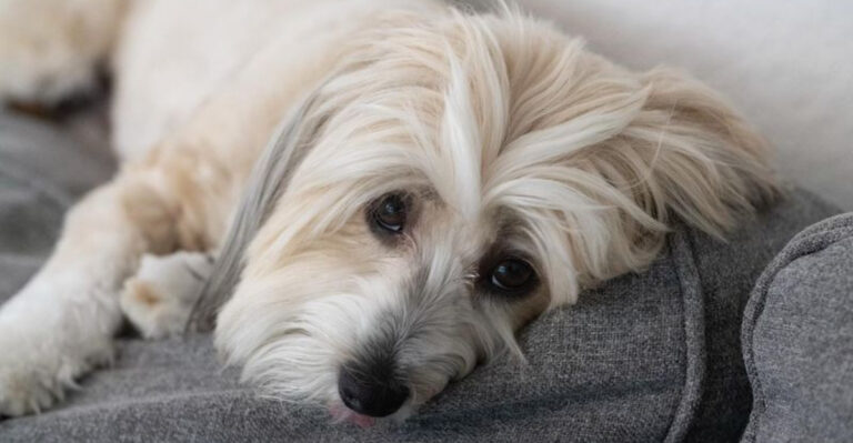 14 Dog Breeds with the Most Stunning and Silky Fur - Epic dogs tales