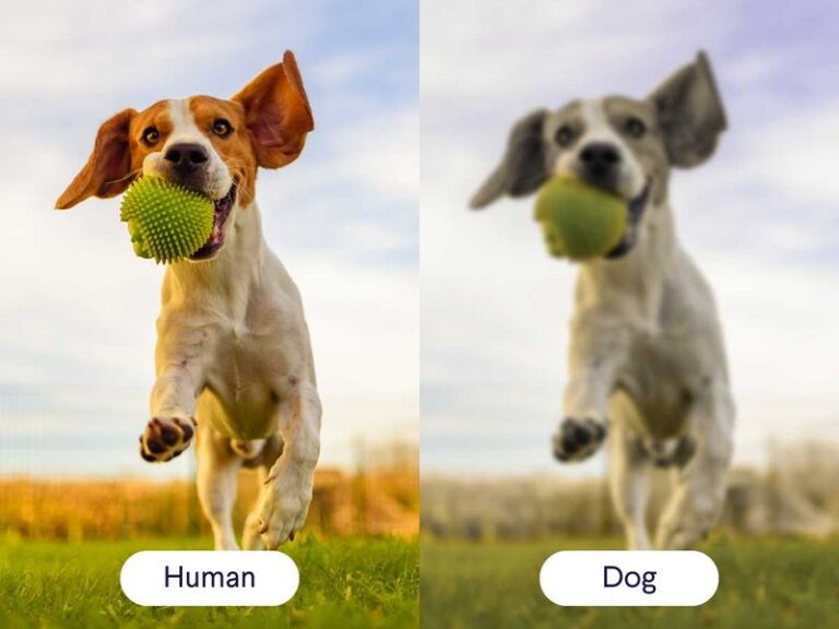 14 Dog Myths You’ve Probably Heard — But Should Stop Believing - Epic ...
