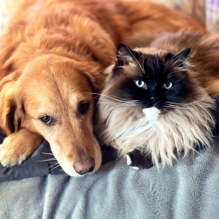 14 Dogs That Thrive In Multi-Pet Homes - Epic dogs tales