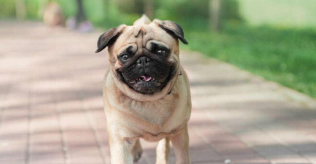 14 Miniature Dogs That Make The Best Low Maintenance Pets - Epic dogs tales