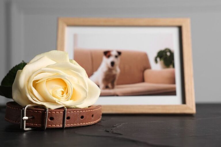 14 Things to Know If Your Dog Passes Away at Home - Epic dogs tales