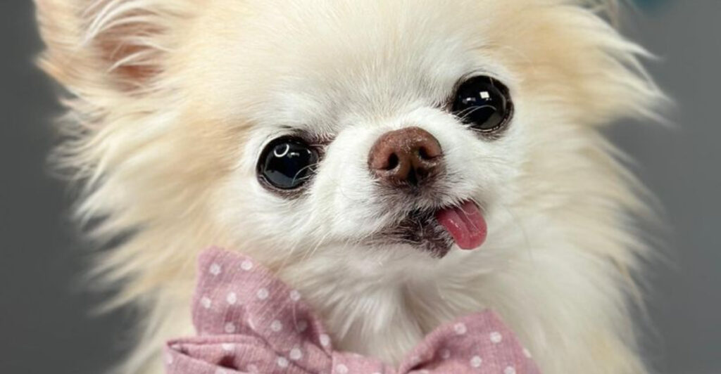 14 of the Worst Dogs to Own And 14 of The Best - Epic dogs tales