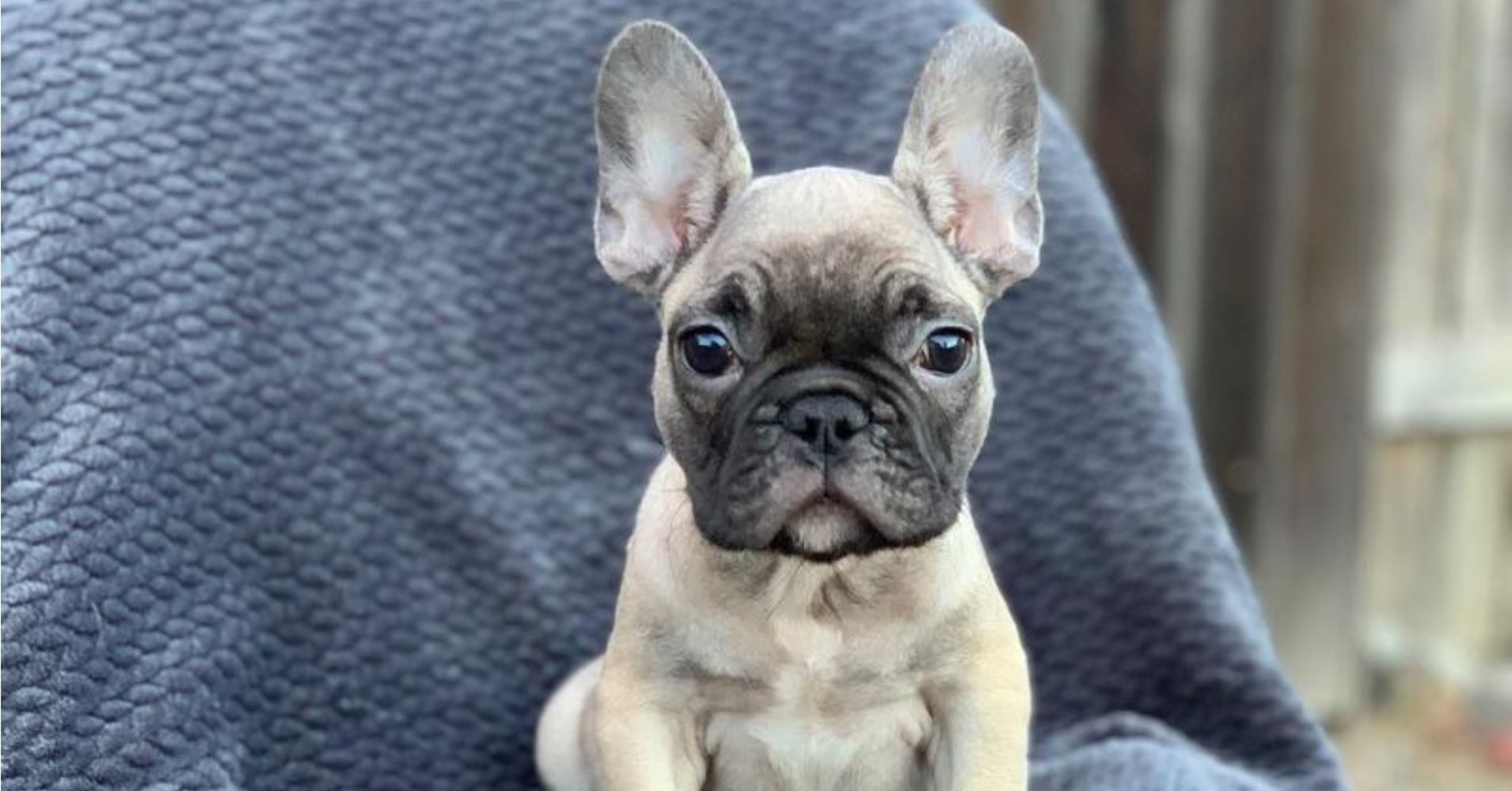 15 Adorable Dog Breeds - Uncovering Their Unique Traits - Epic dogs tales