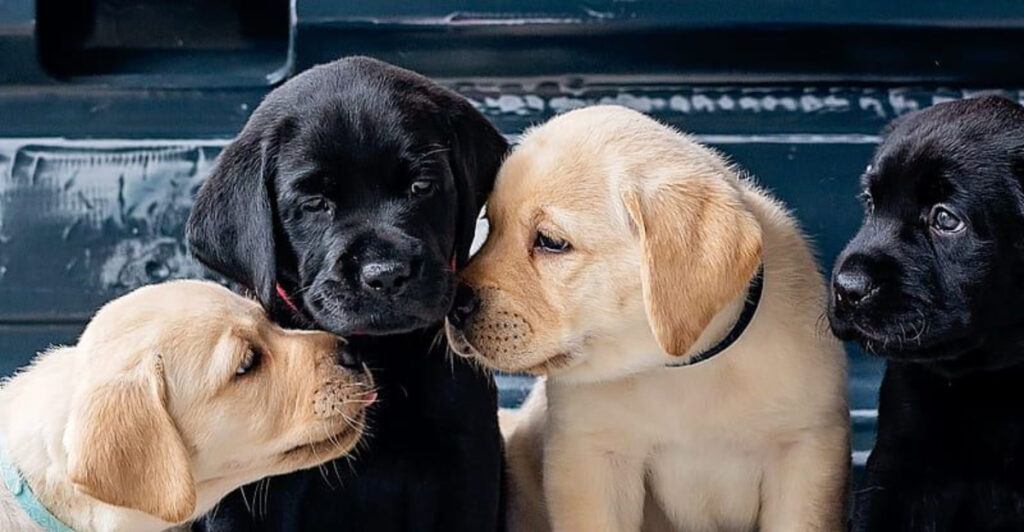 15 Brilliant and Devoted Dog Breeds That Win Hearts Instantly - Epic ...