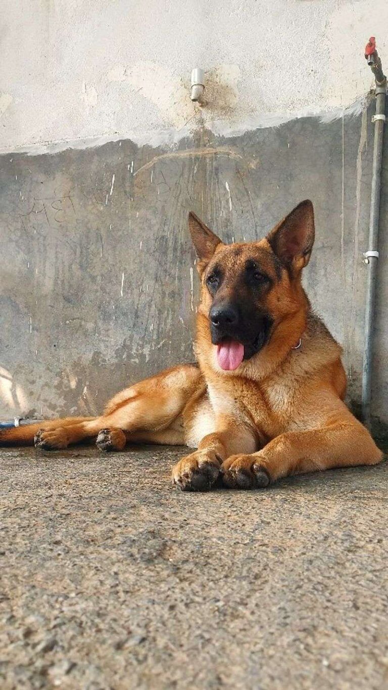 15 Dog Breeds That Have Been Symbolic Of Love, Loyalty & Protection ...