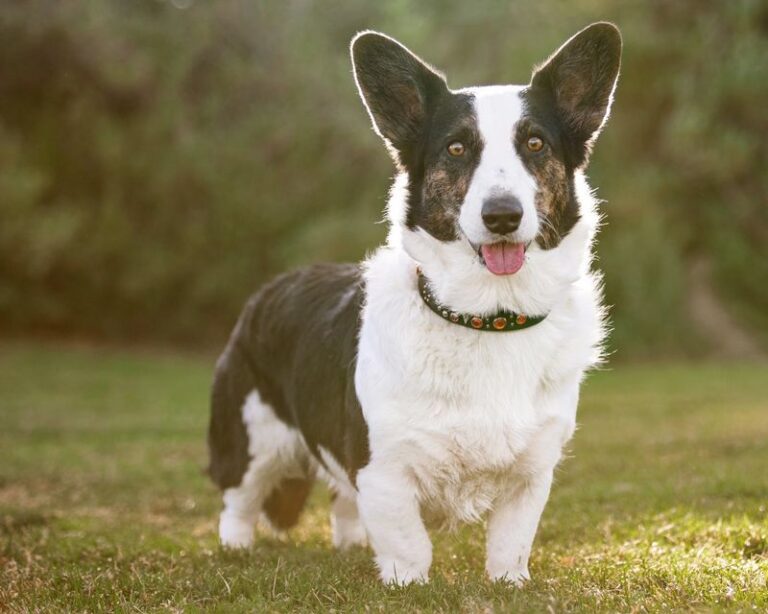 15 Dog Breeds With Stand-Up Ears That Steal the Spotlight - Epic dogs tales