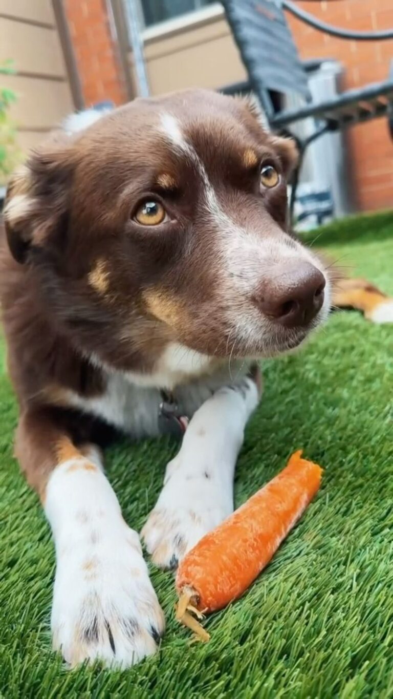 15 Healthy Snacks You Can Share with Your Dog - Epic dogs tales