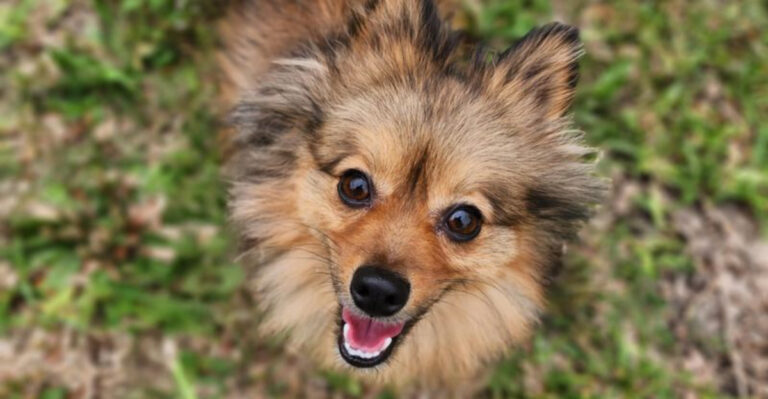 15 Most Mischievous Dog Breeds - Epic dogs tales