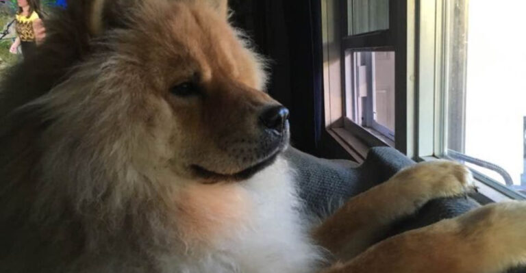 15 of the Worst Dog Breeds for First-Time Owners - Epic dogs tales