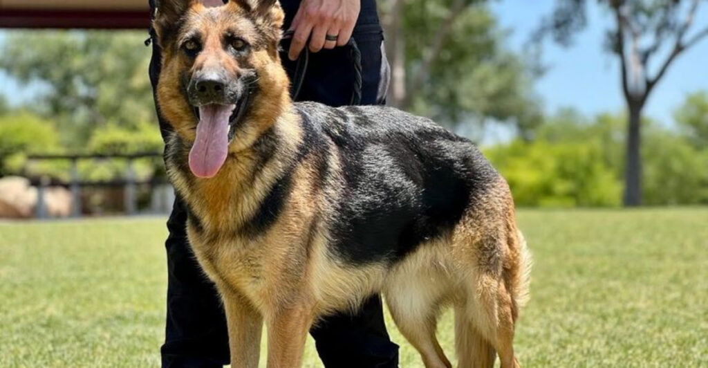 17 Dog Breeds Known For Their Natural Protective Instincts - Epic dogs ...