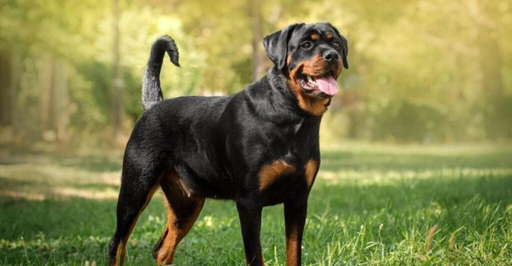 17 Dog Breeds Known for Their Intimidating Looks But Kind Hearts - Epic ...