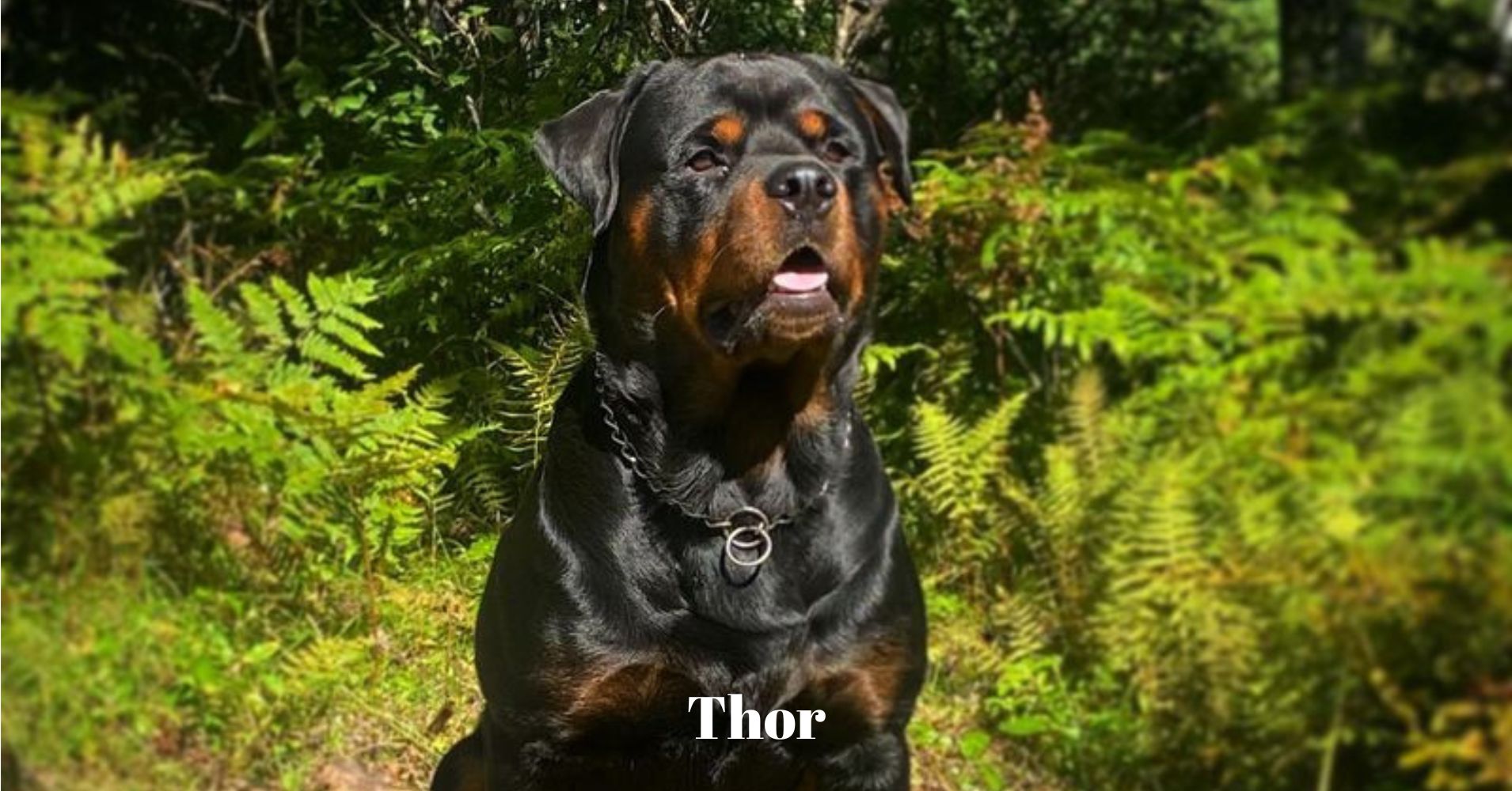 17 Names for Big Dogs That Are Ferociously Adorable - Epic dogs tales