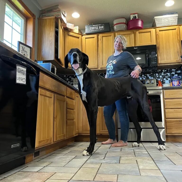 17 Tallest Dog Breeds, Ranked by Height - Epic dogs tales