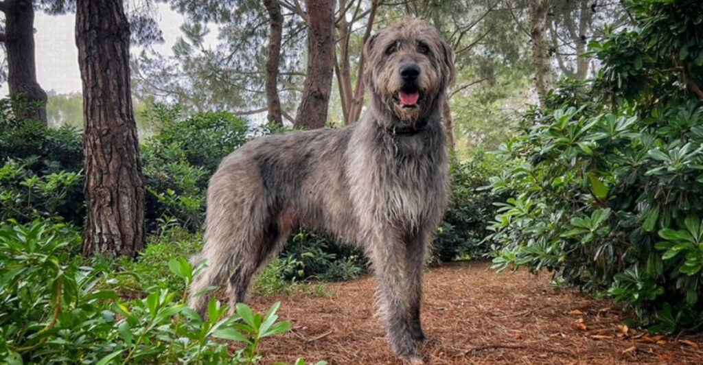 17 Tallest Dog Breeds, Ranked by Height - Epic dogs tales